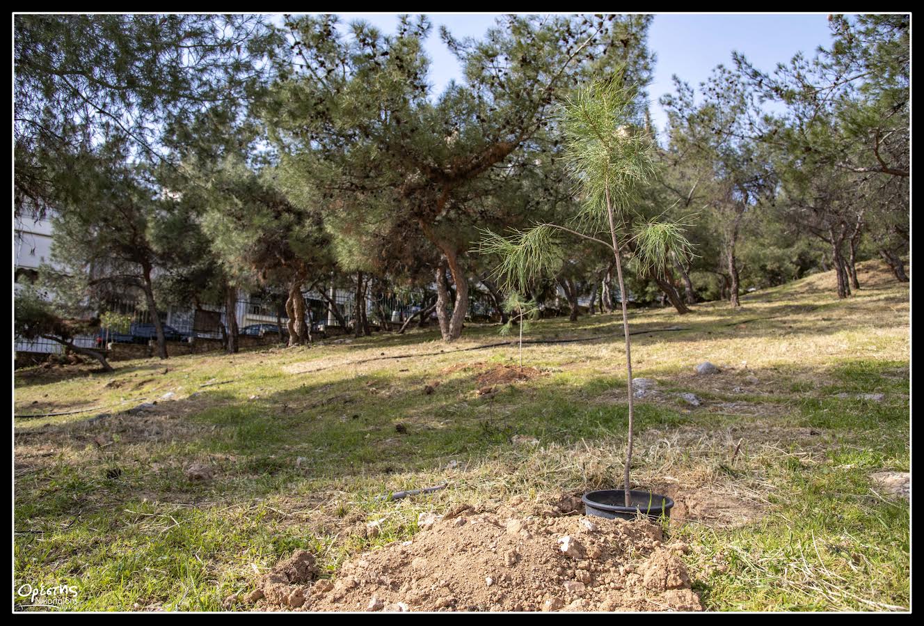 Σε δενδροφύτευση του Άλσους Βώκου προχωρά ο Δήμος Νίκαιας-Αγ.Ι. Ρέντη ...